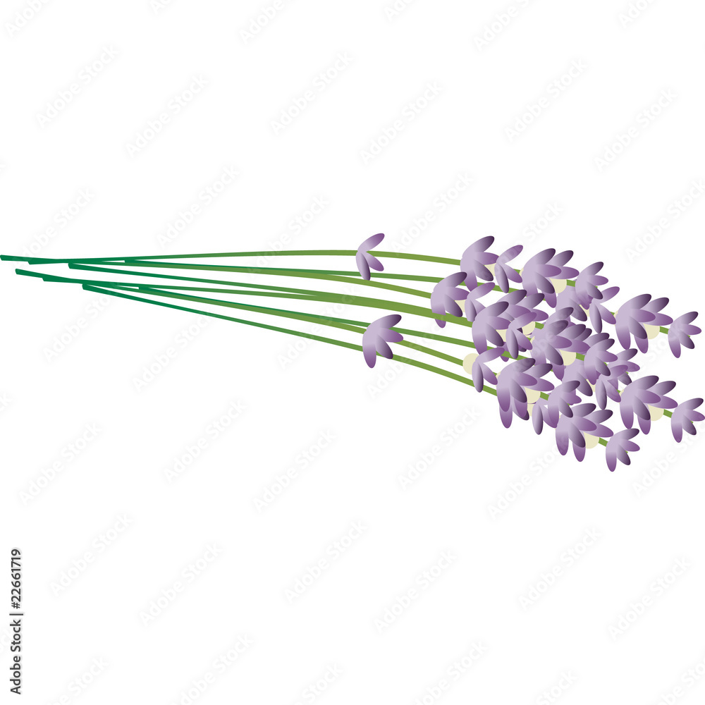 lavanda Stock Vector | Adobe Stock