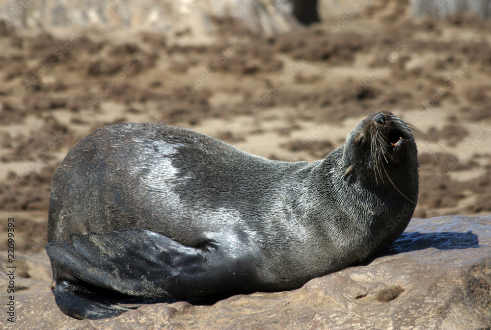Robben - Namibia 11 Stock-Foto | Adobe Stock