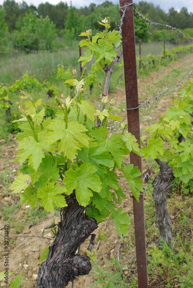Cep de vigne en bourgeon Photos | Adobe Stock