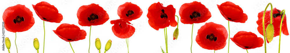 coquelicot Stock Photo | Adobe Stock