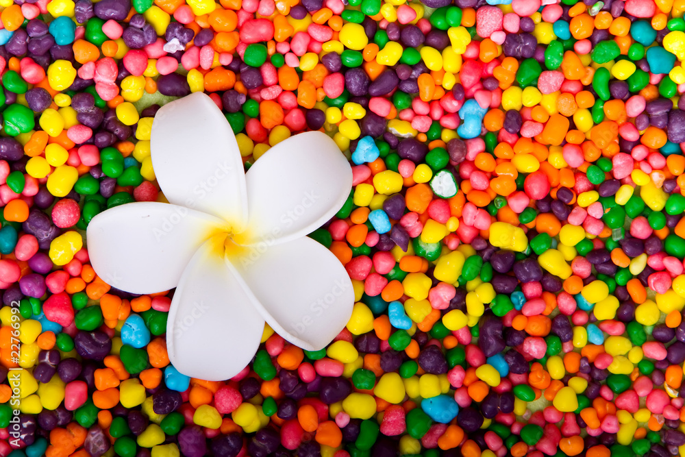 Tropical frangipani flower on colorful candy background Stock Photo ...