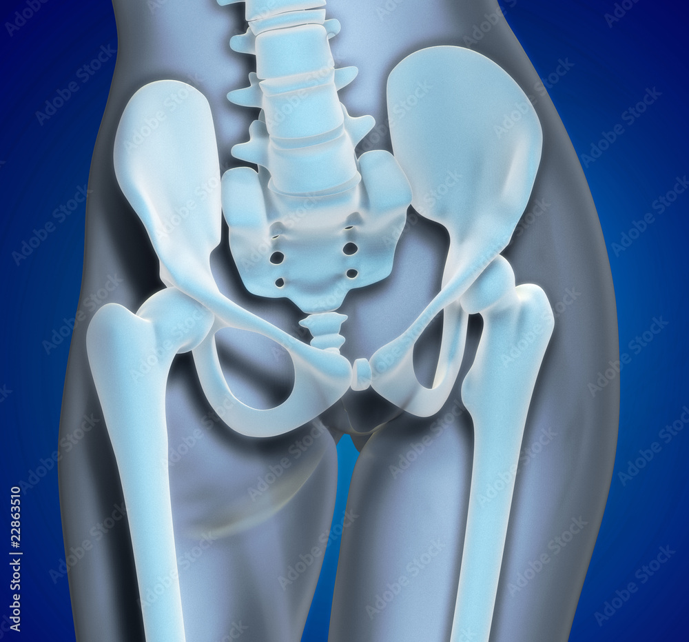 Medical Illustration Pelvis Region Stock Illustration | Adobe Stock