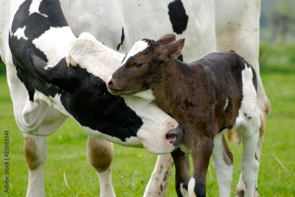 Kuh und Kalb auf saftiger Wiese Stock Photo | Adobe Stock