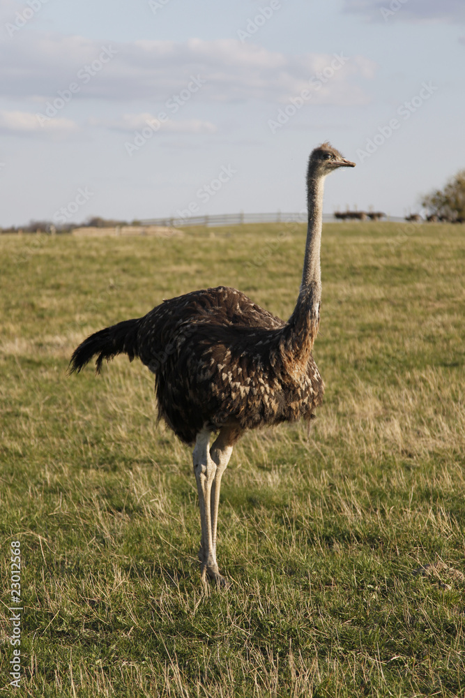 Vogel Strauss Stock-Foto | Adobe Stock