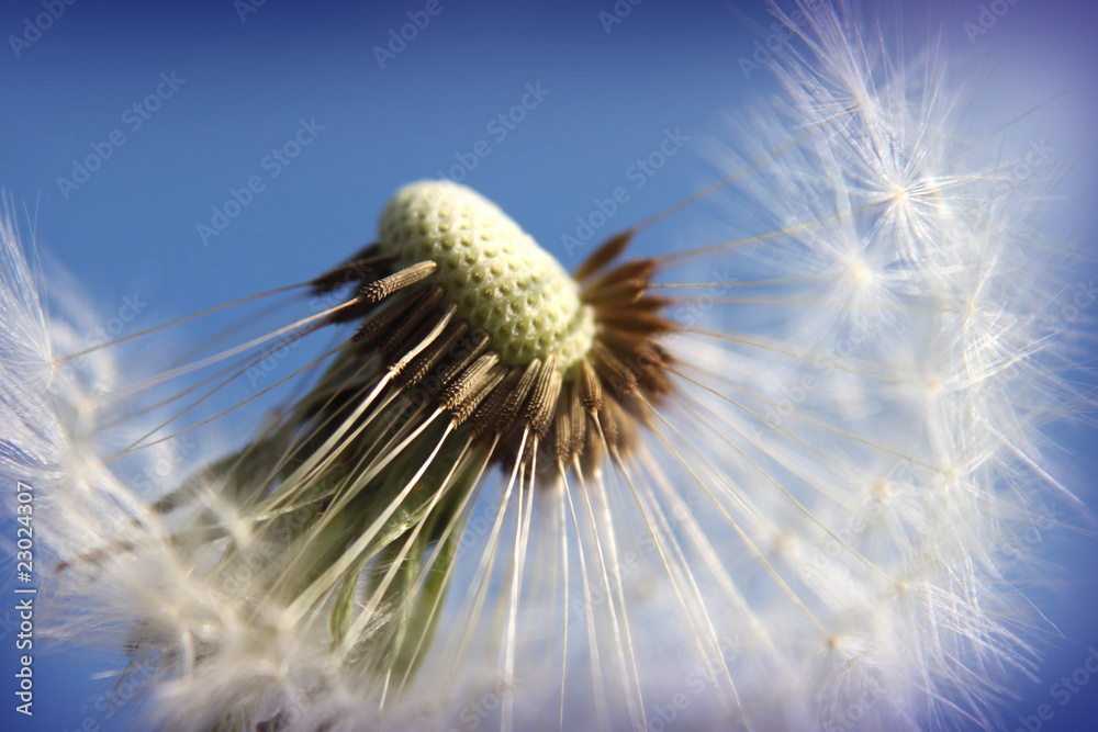 Pusteblume Stock Photo | Adobe Stock