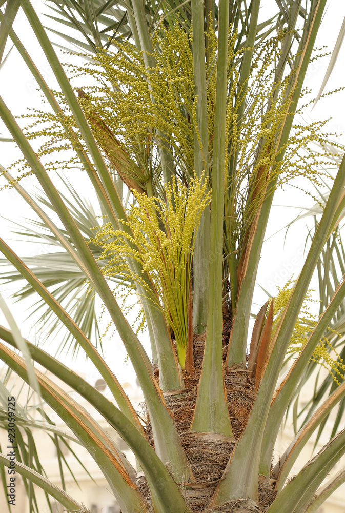 Beautiful green flowers and buds in a date palm tree Stock Photo ...