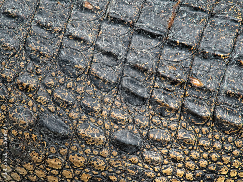 Crocodile skin Stock Photo | Adobe Stock