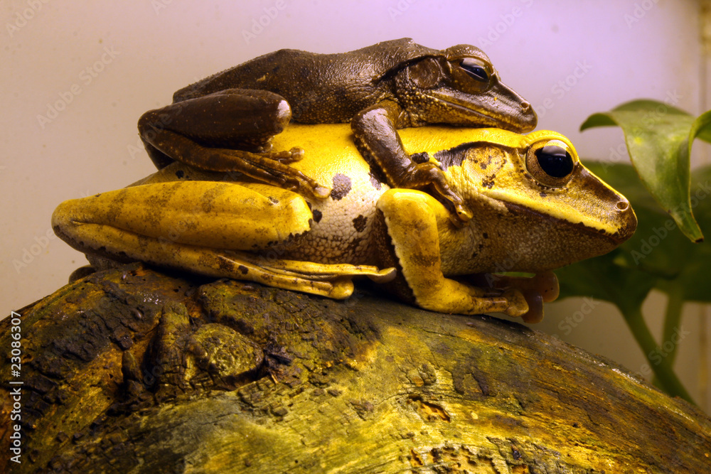 Java Whipping Frog (Polypedates Leucomystax) Stock Photo | Adobe Stock