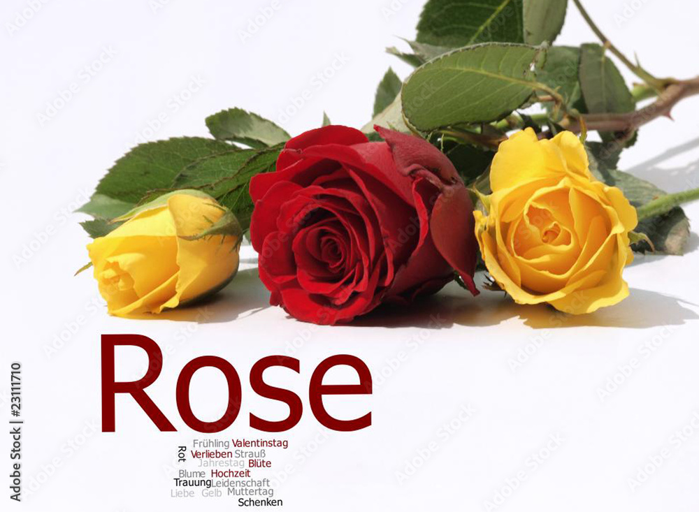 Drei Rosen liegend Stock-Foto | Adobe Stock