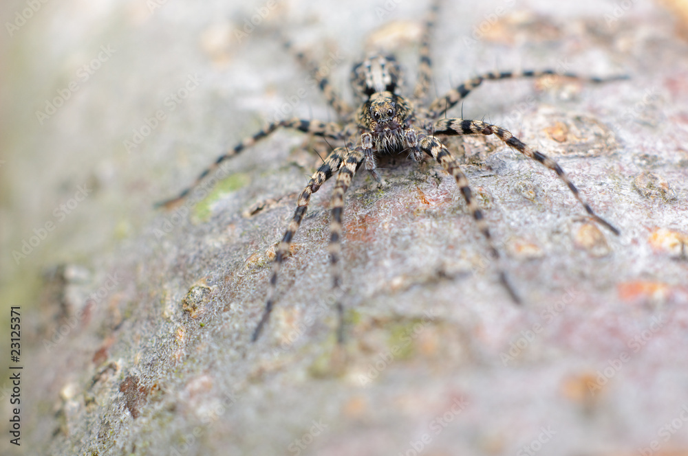 Spinne Makrofoto der acht Spinnenaugen Stock Photo | Adobe Stock