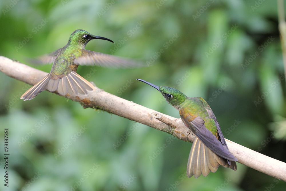 Fighting hummingbirds Stock Photo | Adobe Stock