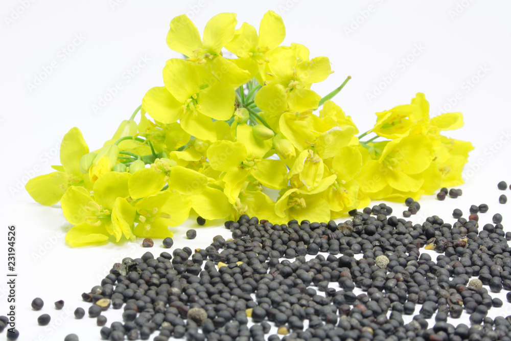 rapssamen mit rapsblüten Stock-Foto | Adobe Stock