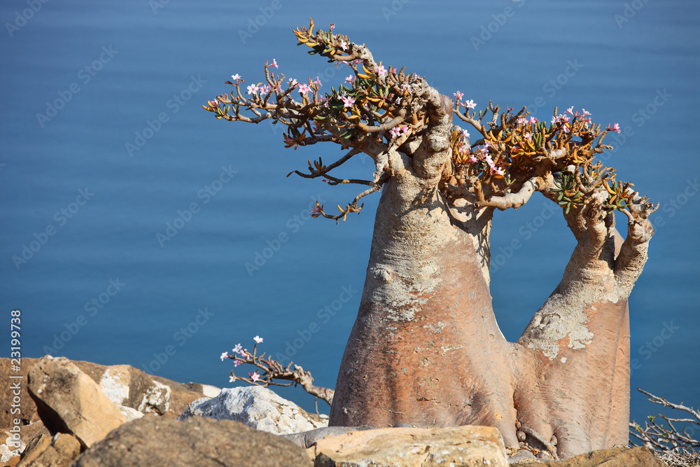 Bottle tree - adenium obesum – endemic tree of Socotra Island Stock ...