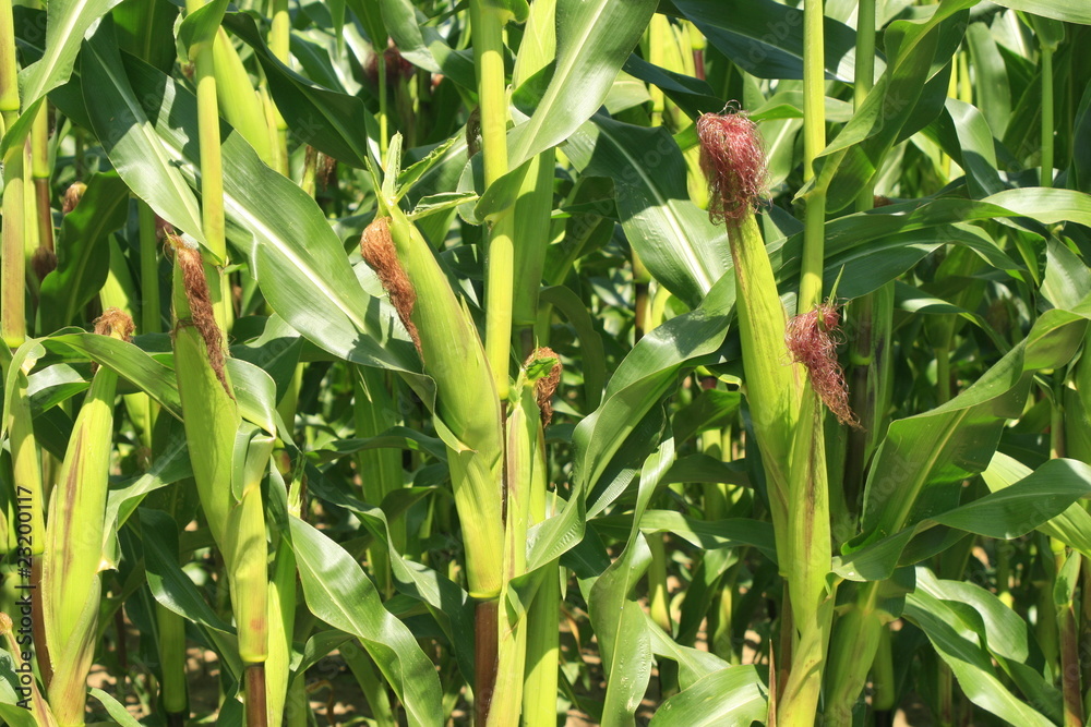 Maispflanze Stock-Foto | Adobe Stock