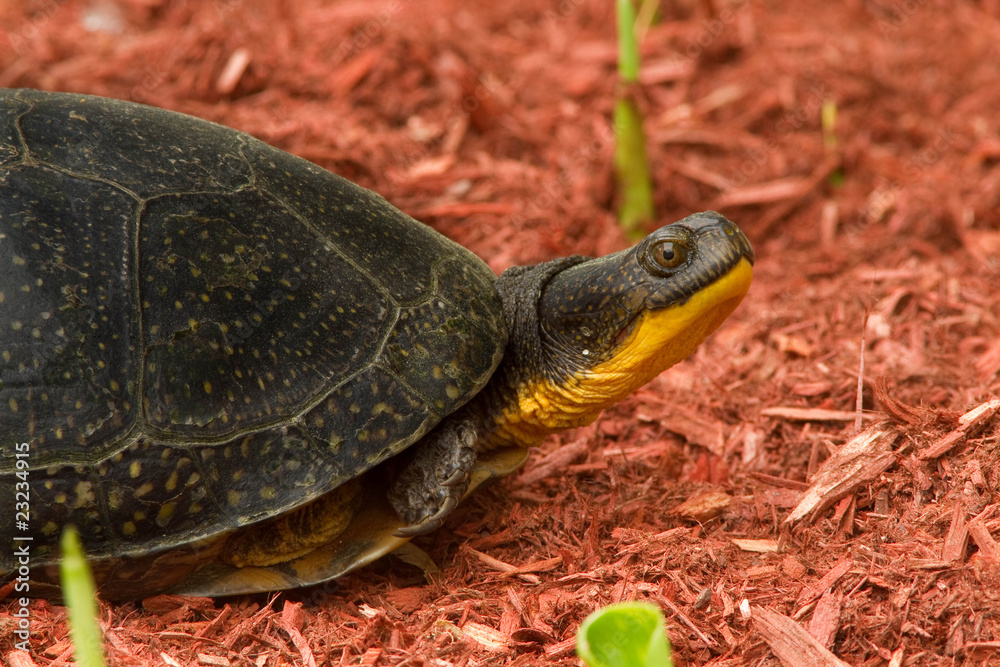 Turtle Stock Photo | Adobe Stock