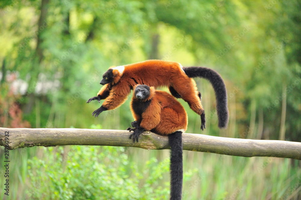 Roter Vari 1 Stock Photo | Adobe Stock