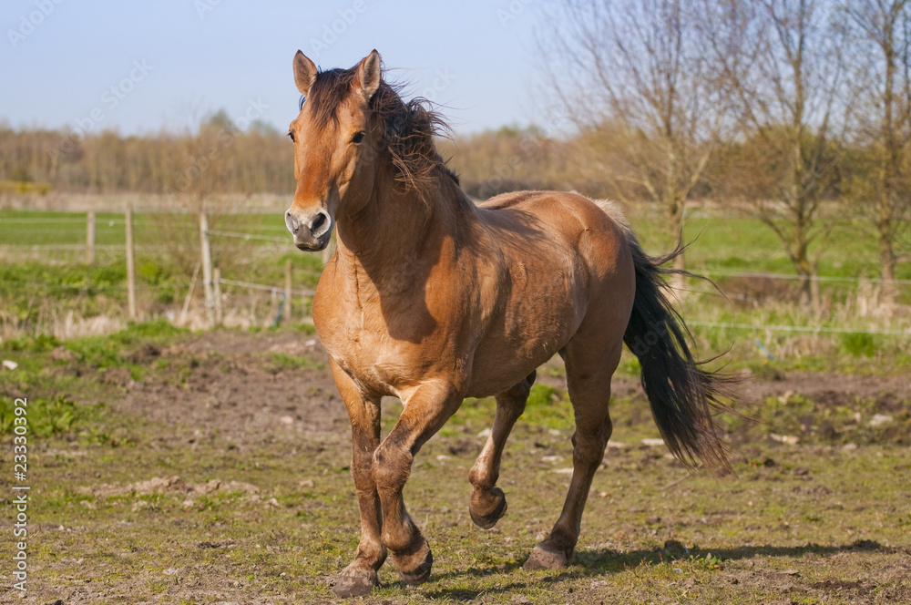 Etalon Henson nerveux en pâture dans le Marquenterre (Baie de So Stock ...