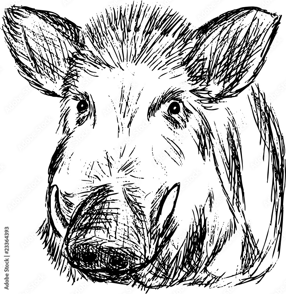 vector - wild boar , hand draw, isolated on background Stock Vector ...