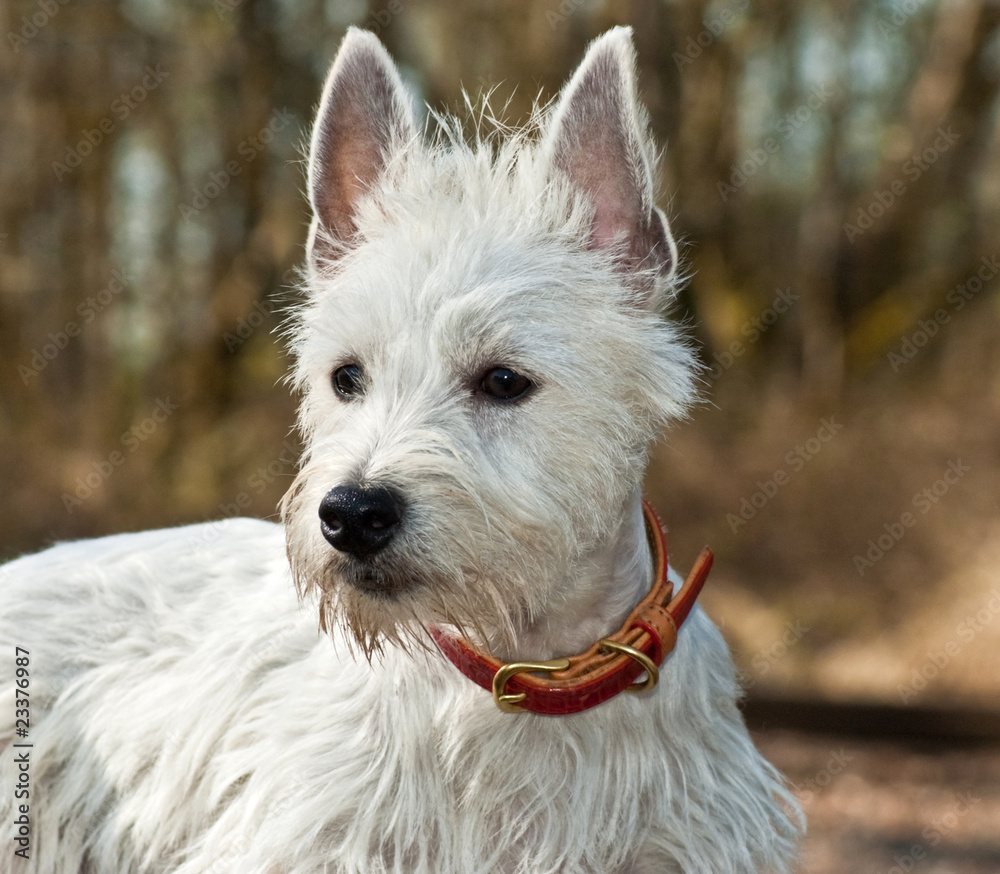 West Highland Terrier Cross