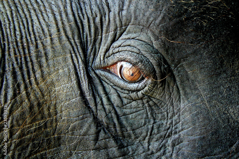 Elephant Eyelashes