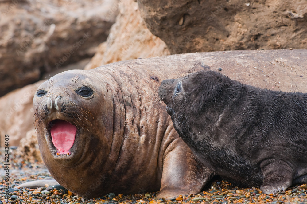 Cutest Baby Seal Ever