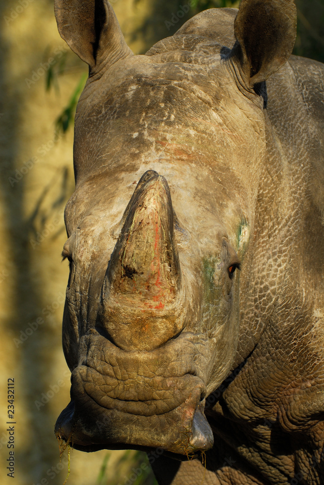 Nashorn Stock Photo | Adobe Stock
