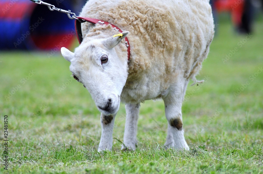 Prize sheep on leash Stock Photo | Adobe Stock