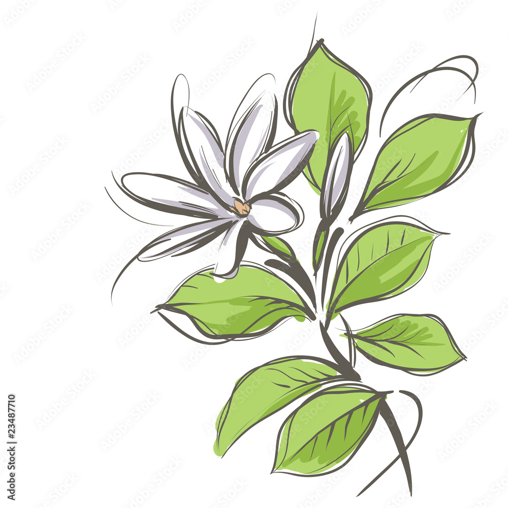 Vecteur Stock Tahitian Tiare - vector flower | Adobe Stock