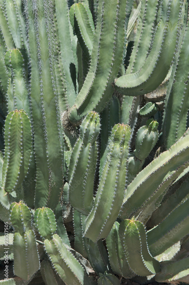 Pachycereus Cactus Stock Photo | Adobe Stock