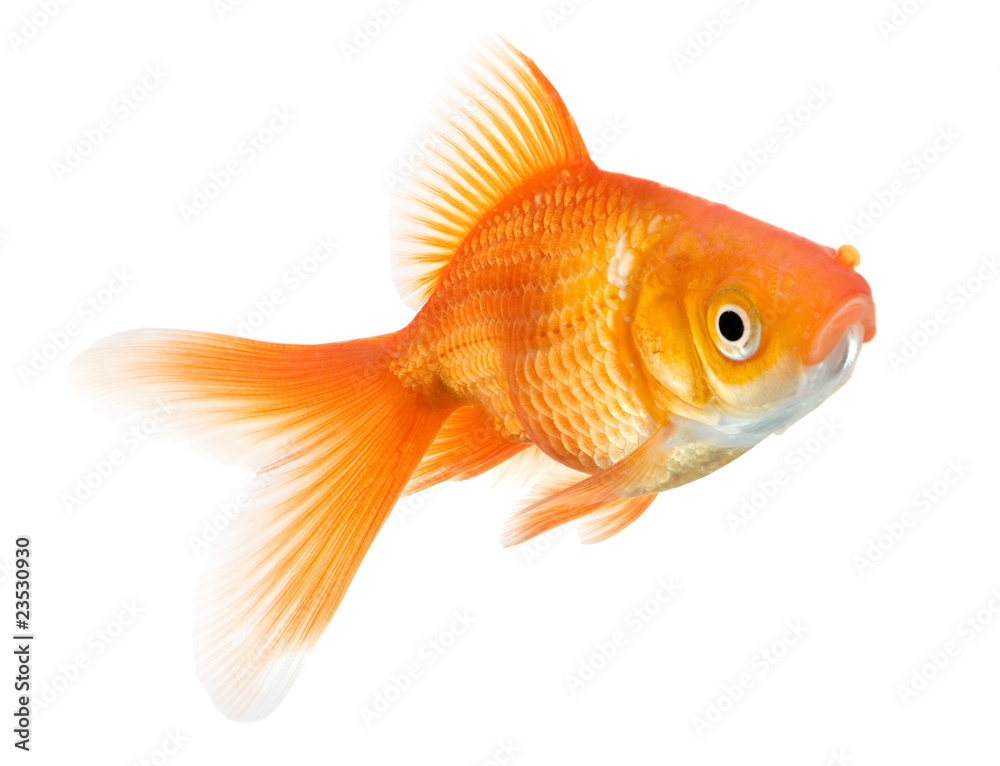 goldfish isolated on white background Stock Photo | Adobe Stock