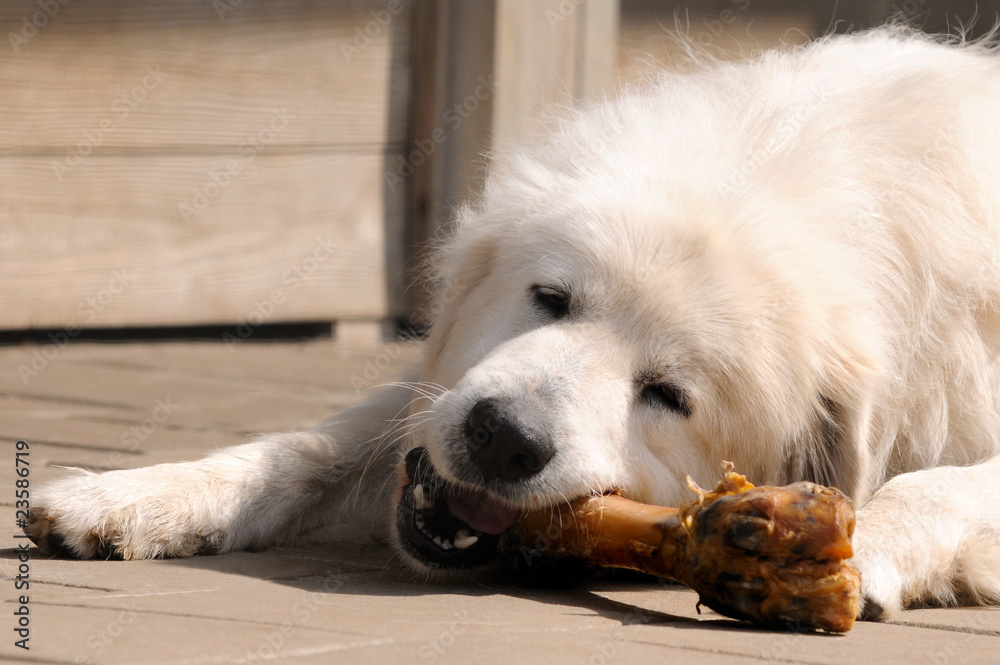 hund mit knochen Stock Photo | Adobe Stock