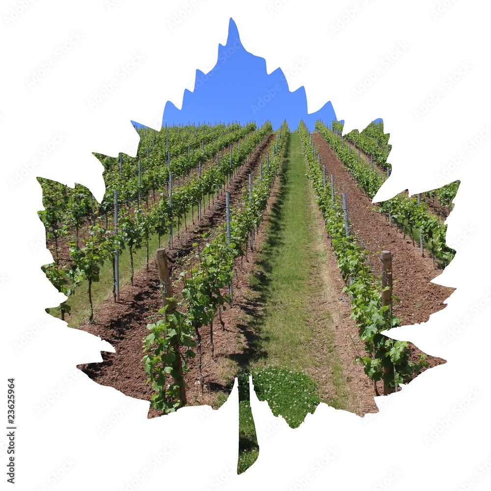 Feuille de vigne Stock Photo | Adobe Stock