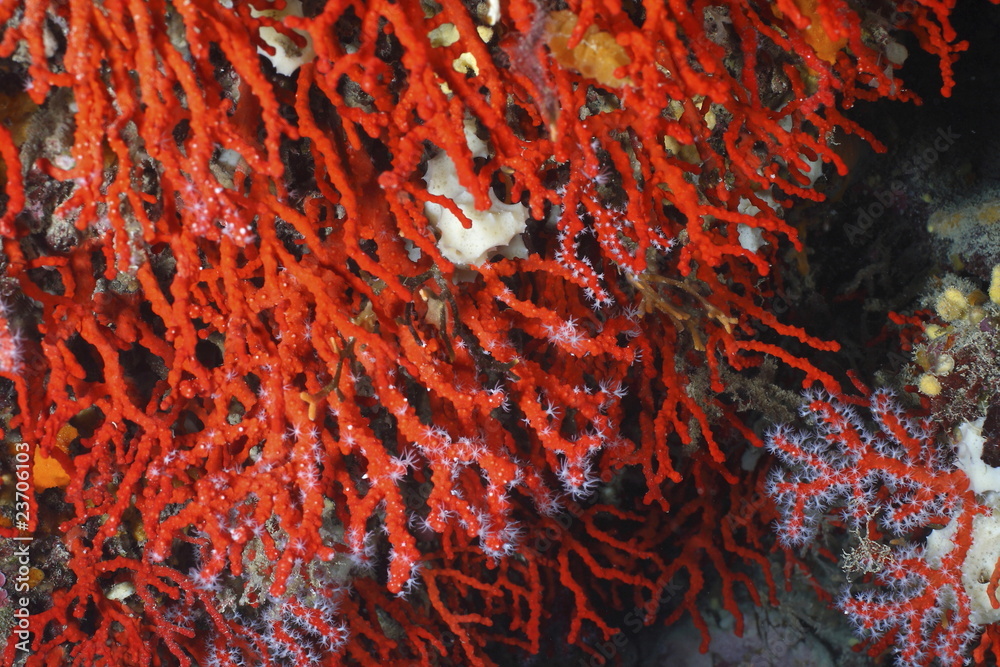 corallo rosso Stock Photo | Adobe Stock