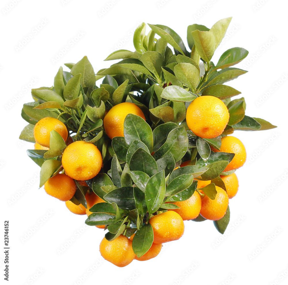 orange tree isolated Stock Photo | Adobe Stock