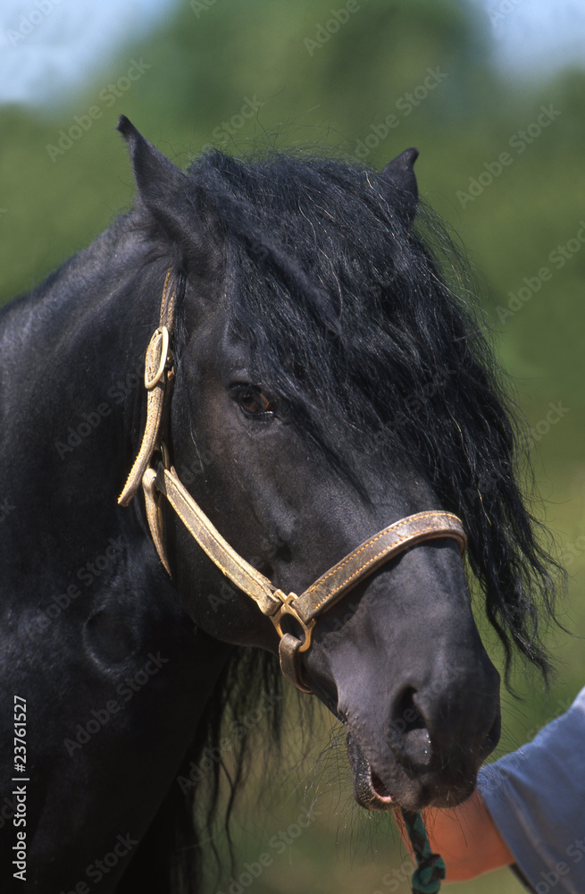 cheval de mérens Stock Photo | Adobe Stock