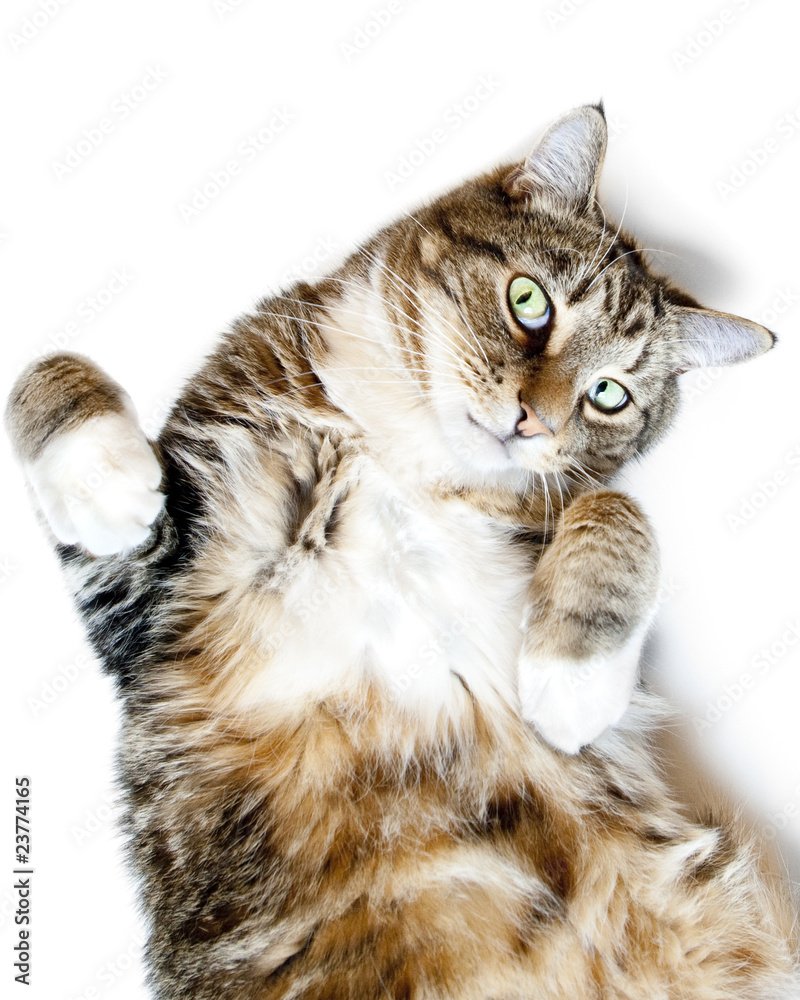 Cat on its back Stock Photo | Adobe Stock