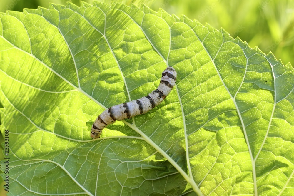 silkworm ringed silk worm on mulberry green leaf Stock Photo | Adobe Stock