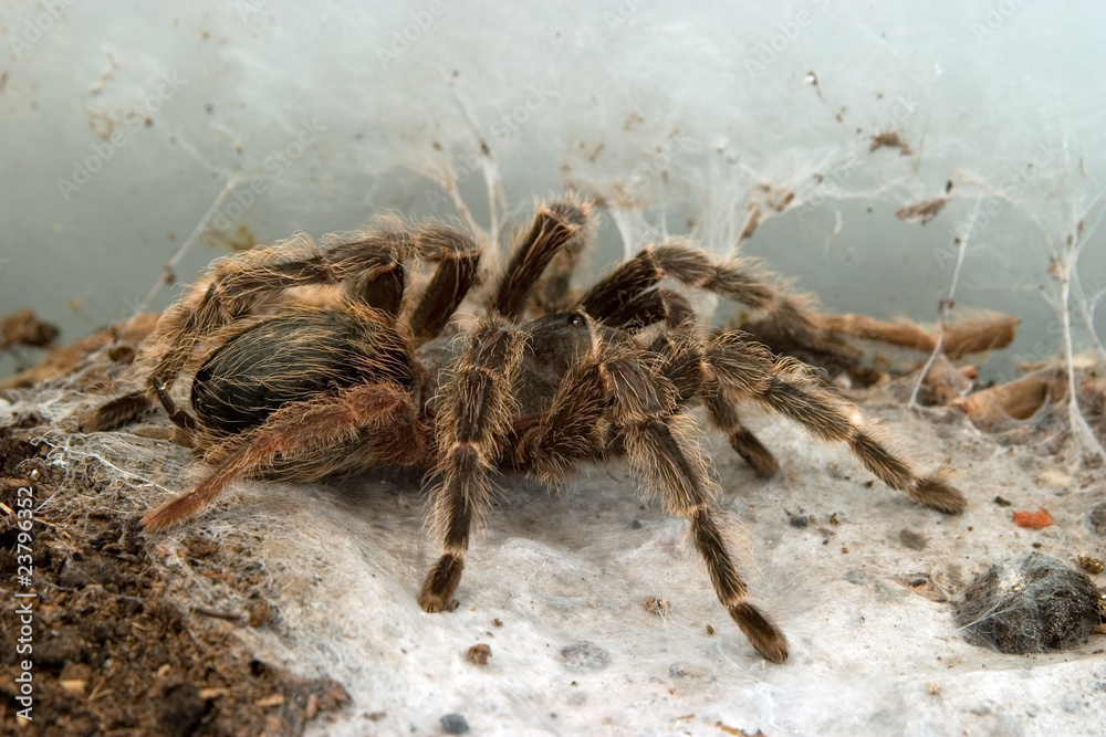 Große haarige Vogelspinne, Lasiodora Difficilis Stock Photo | Adobe Stock
