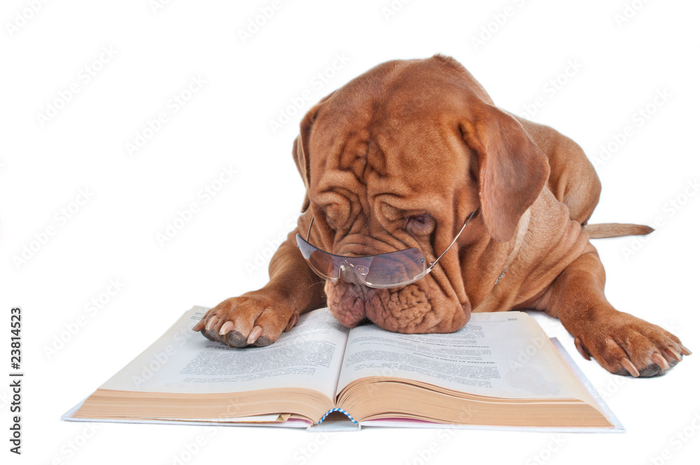 Dog Reading a Book Stock Photo | Adobe Stock