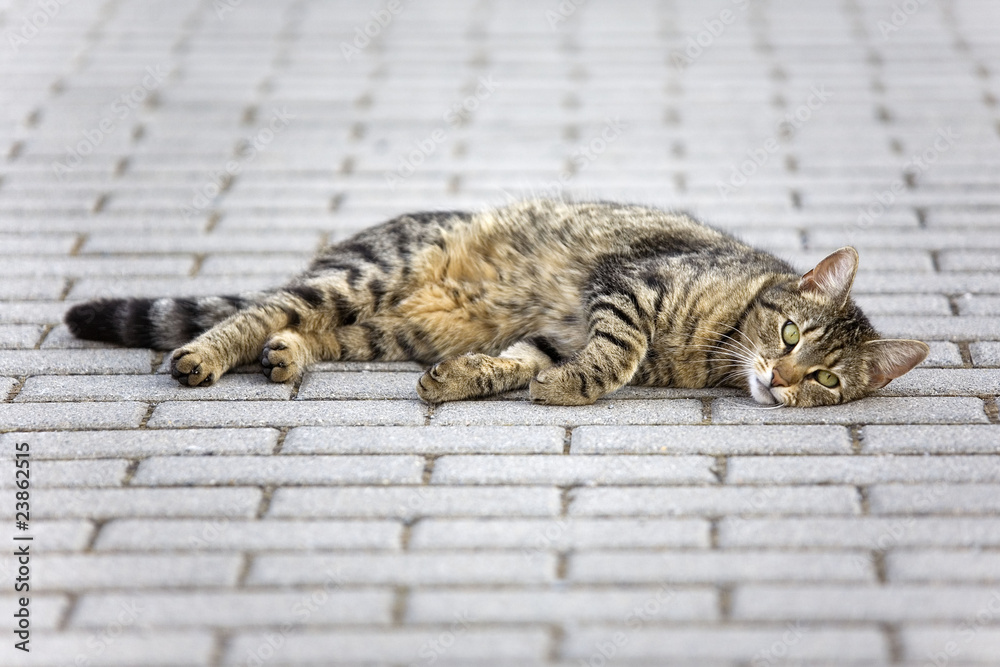 liegende Katze Stock Photo | Adobe Stock