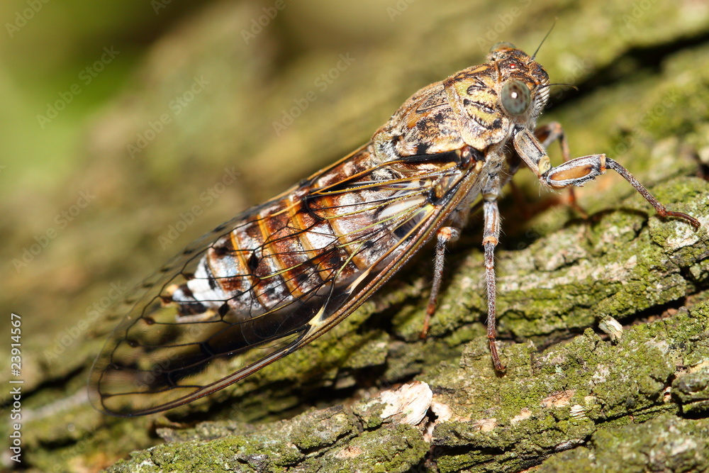 Cigale Stock Photo | Adobe Stock