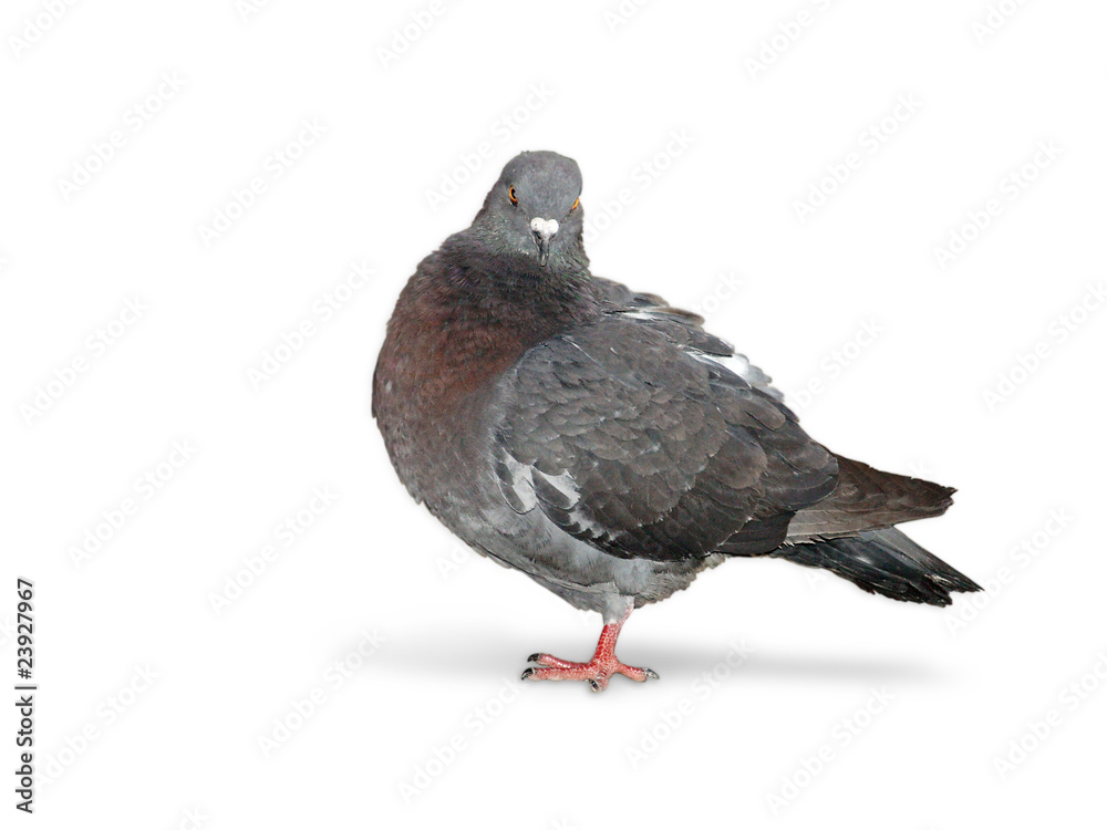 taube_201 Stock Photo | Adobe Stock