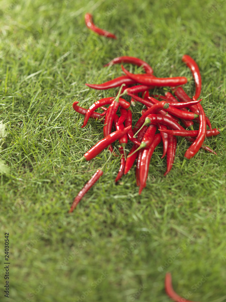 piments rouges dans l'herbe Stock Photo | Adobe Stock