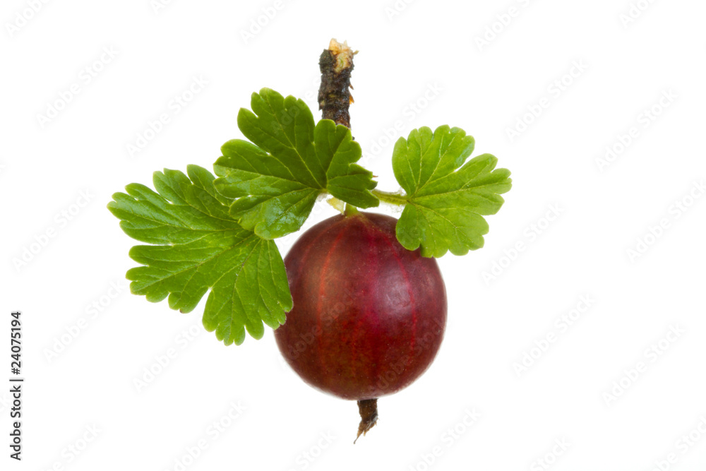 gooseberry Stock Photo | Adobe Stock