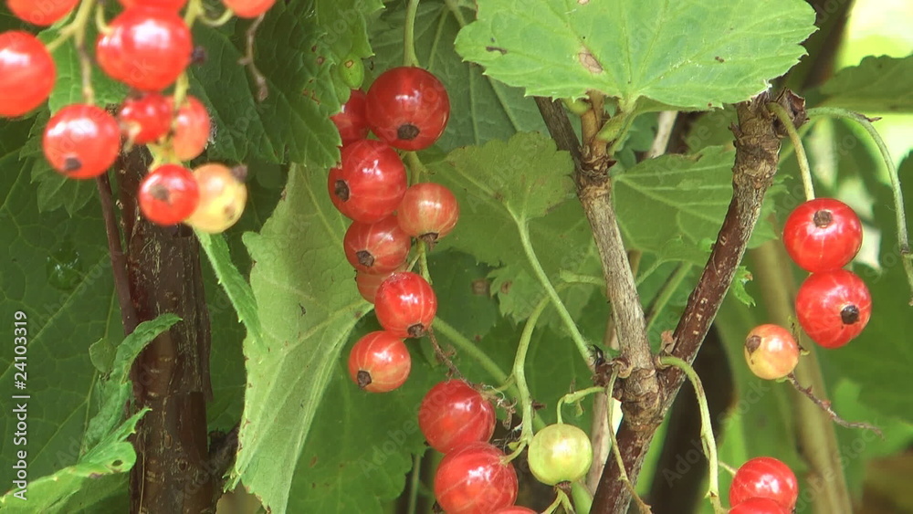 Close up of red currant bush with berries. Stock Video | Adobe Stock
