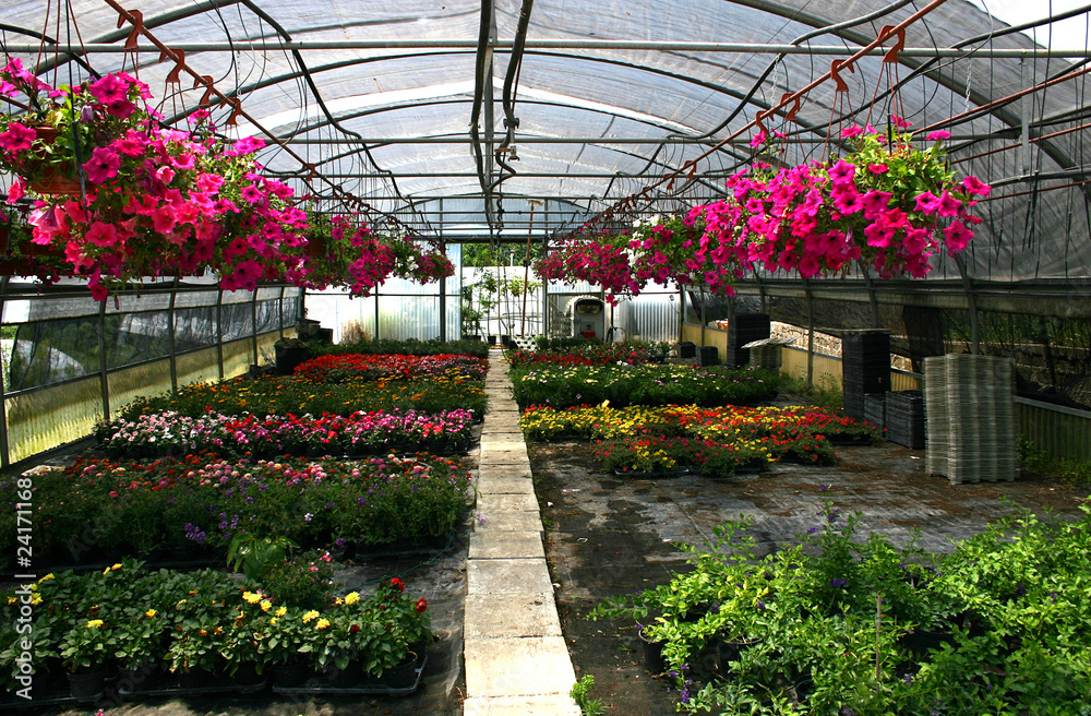 vivaio fiori Stock Photo | Adobe Stock