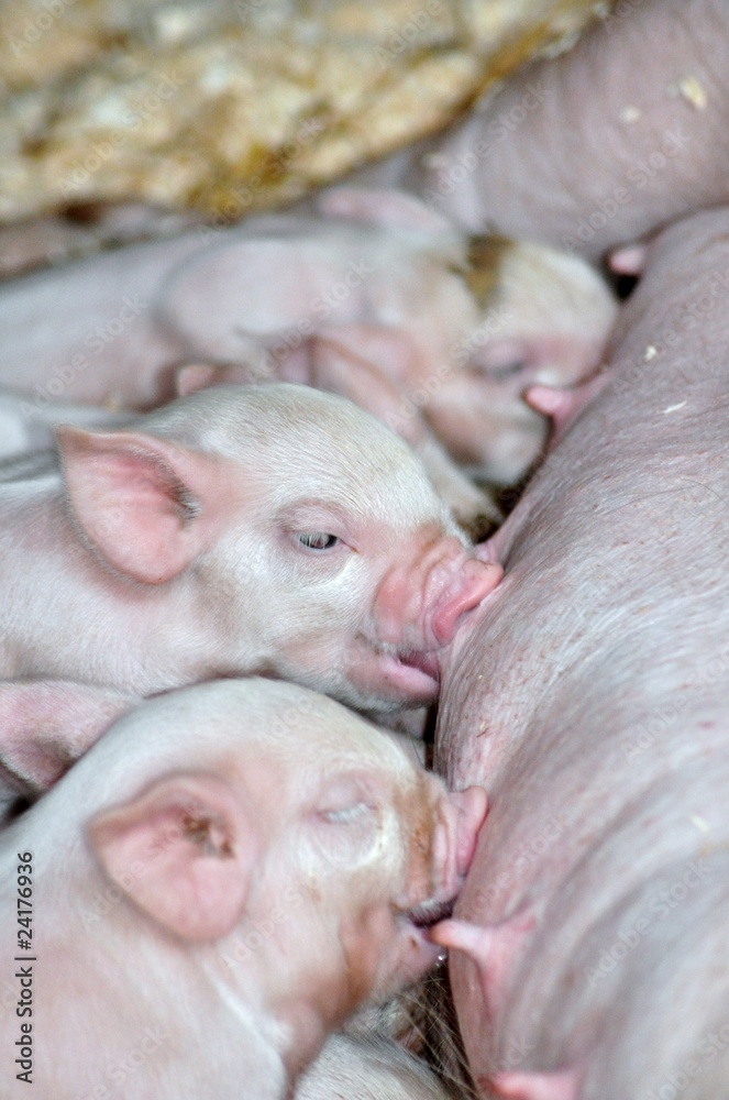 Piglets feeding Stock Photo | Adobe Stock