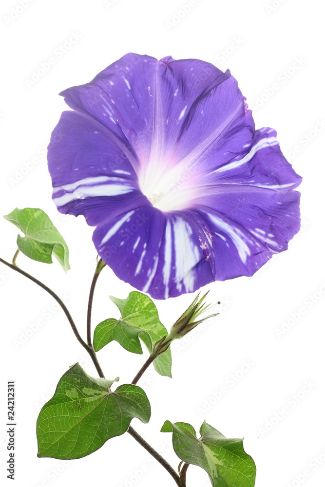 Ipomoea nil (Pharbitis nil) Stock Photo | Adobe Stock