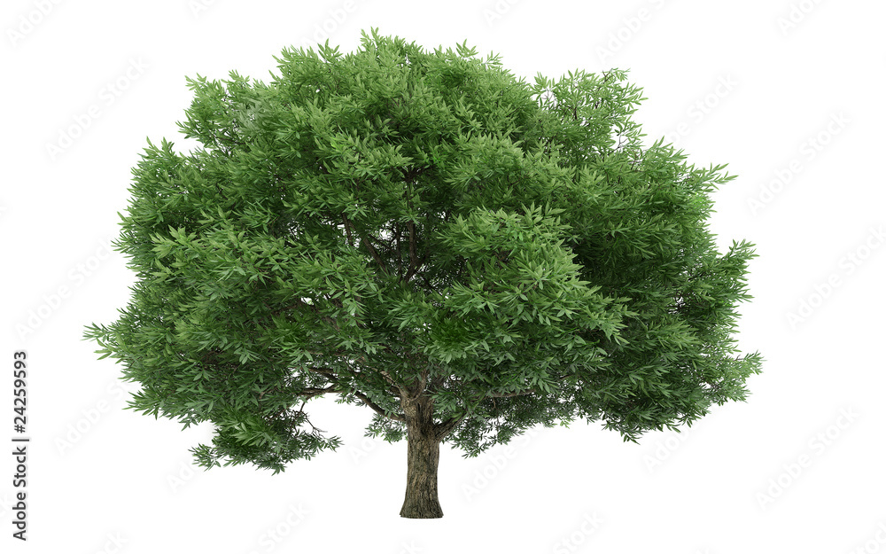 isolated 3d tree Stock Illustration | Adobe Stock