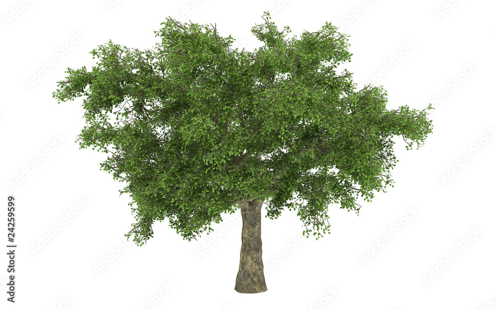 isolated 3d tree Stock Illustration | Adobe Stock